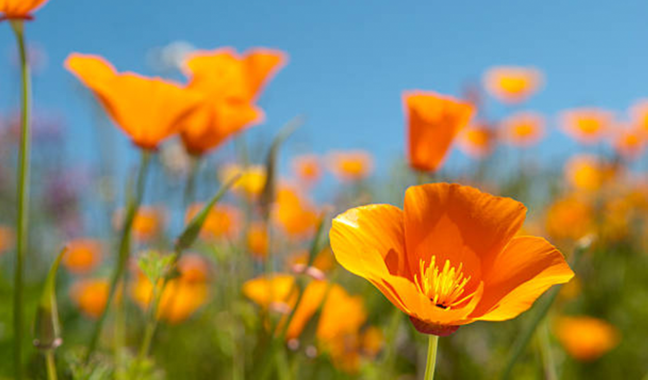 Calming and Adaptogen Herbs - Mycophoria